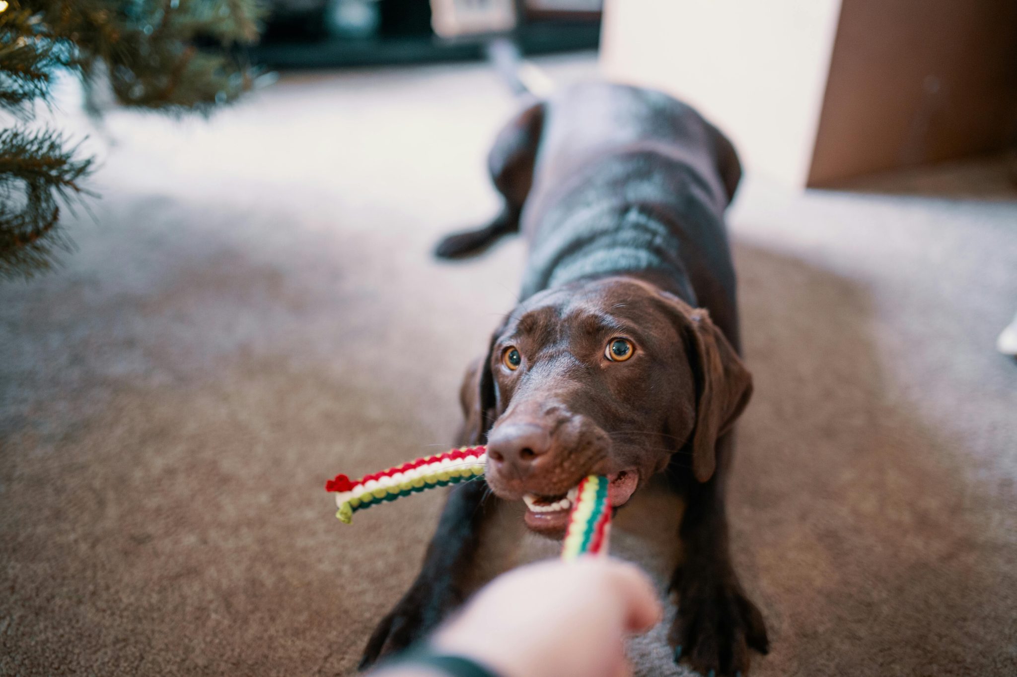 These Dog Breeds Make the Best Guide Dogs